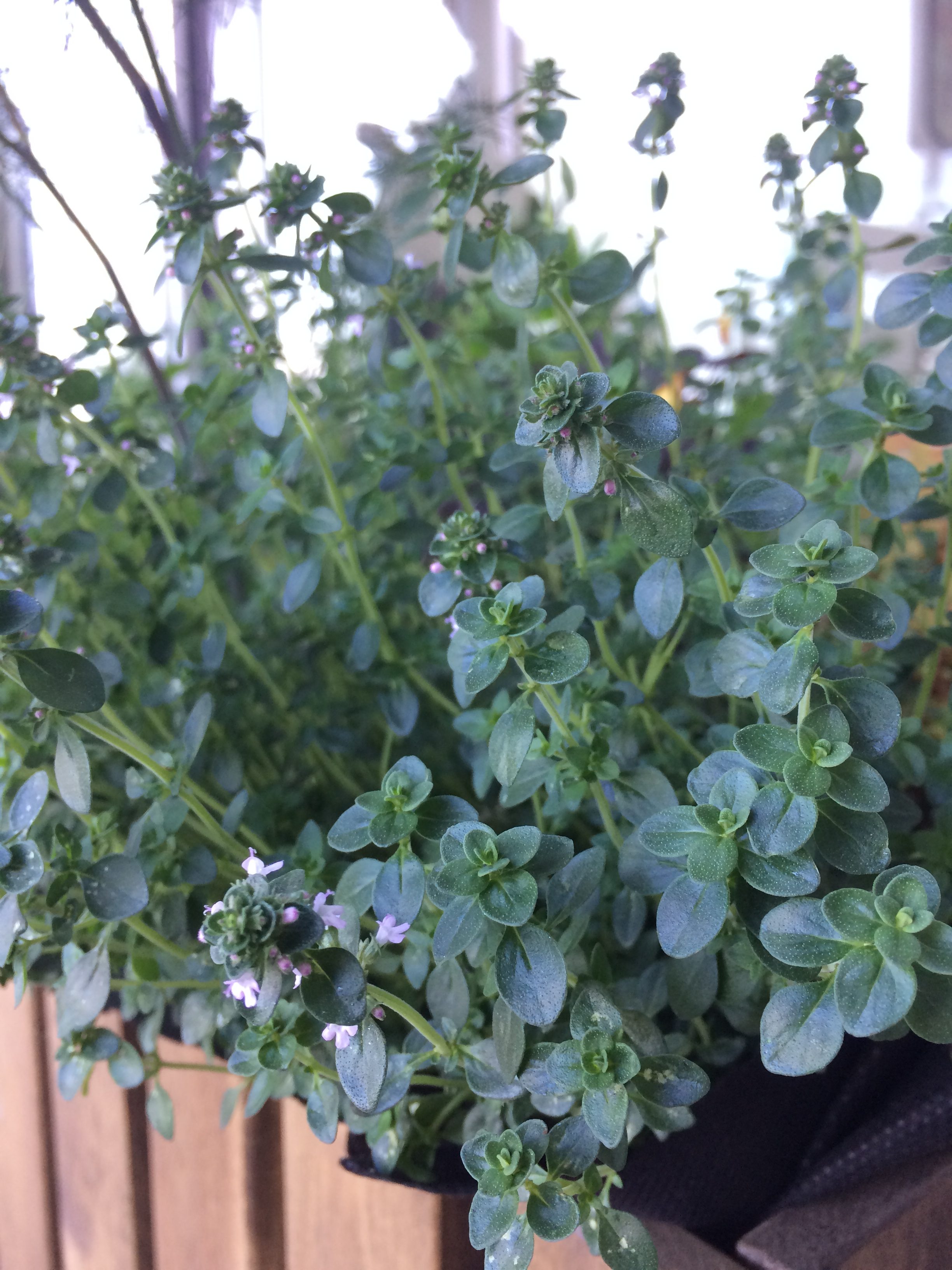 Blåbær-timian syltetøj - Madfryd